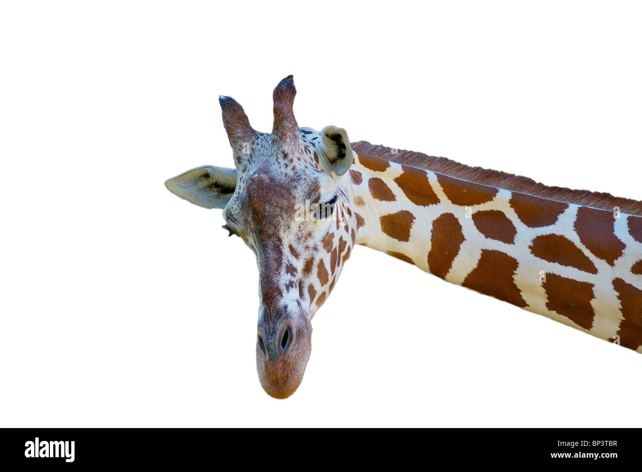 Giraffe isolated looking into camera Stock Photo - Alamy