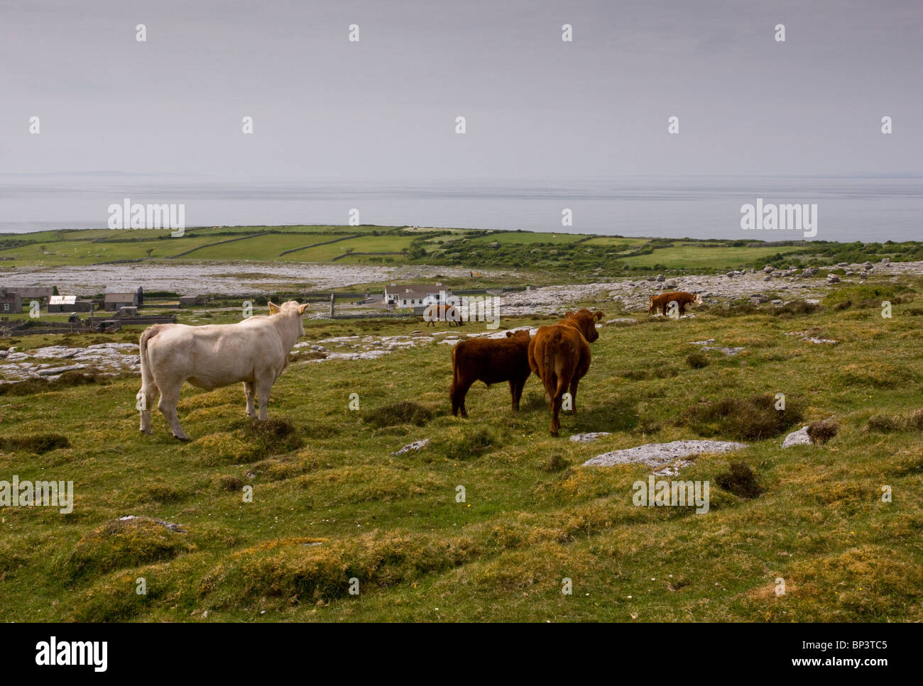 Cattle grazing high limestone pavement and pasture at Black Head, the ...