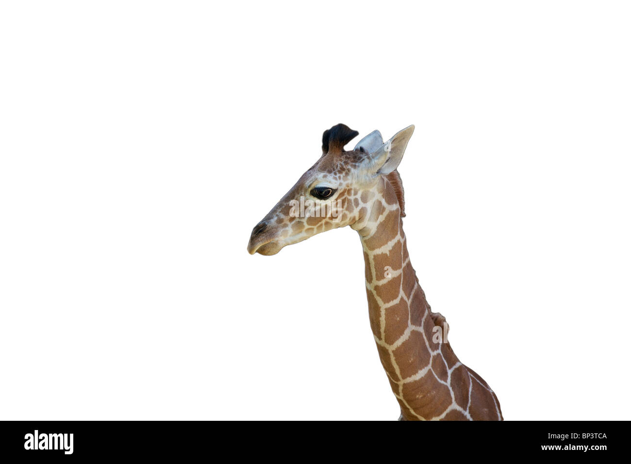 Baby Giraffe Cut Outs