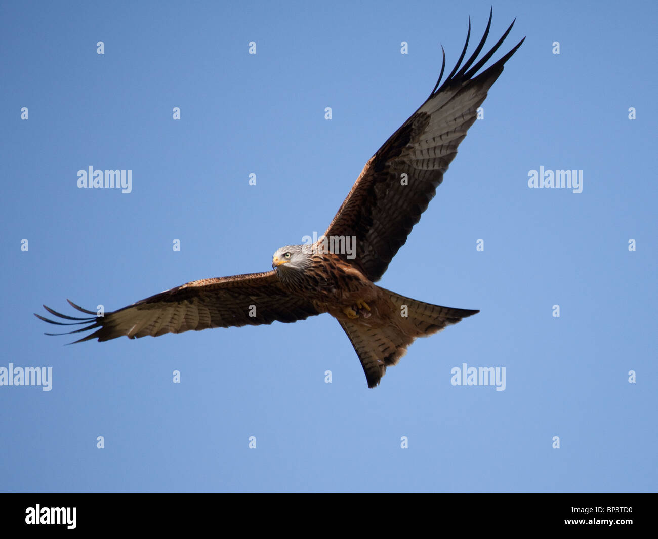 Red kite below hi-res stock photography and images - Alamy