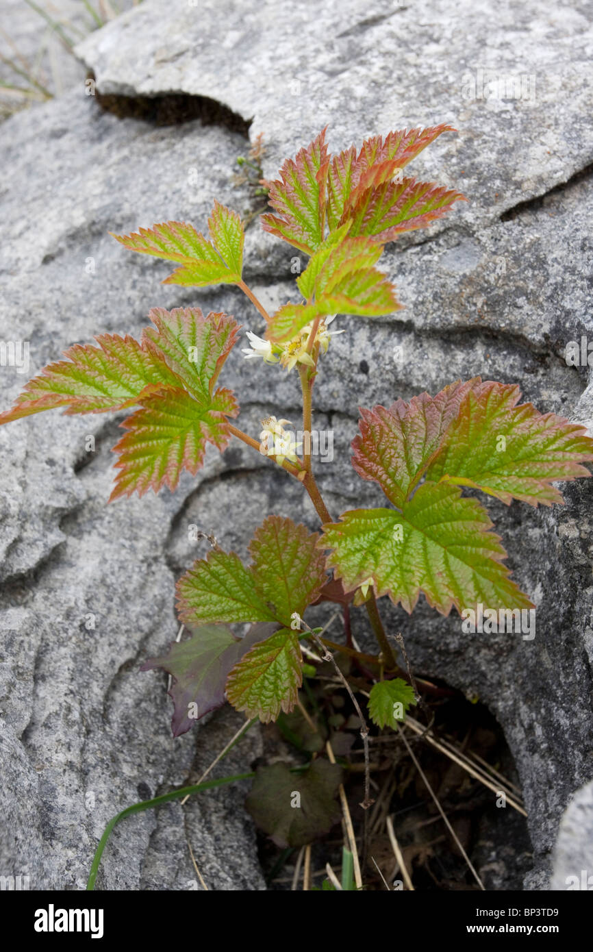 Stone Bramble, Rubus saxatilis in limestone pavement, the Burren, Eire ...