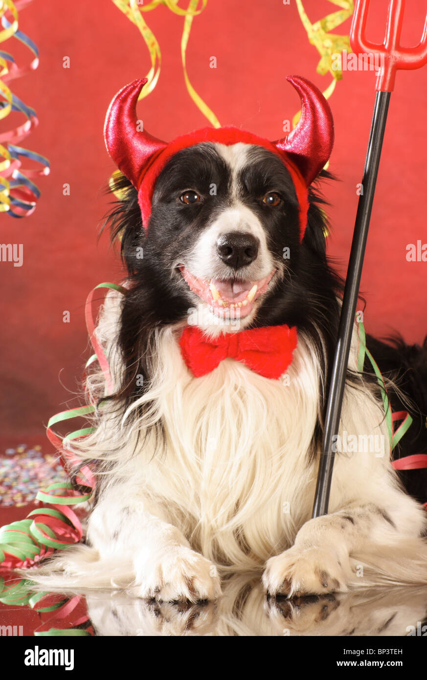 Border Collie dog - as devil Stock Photo - Alamy
