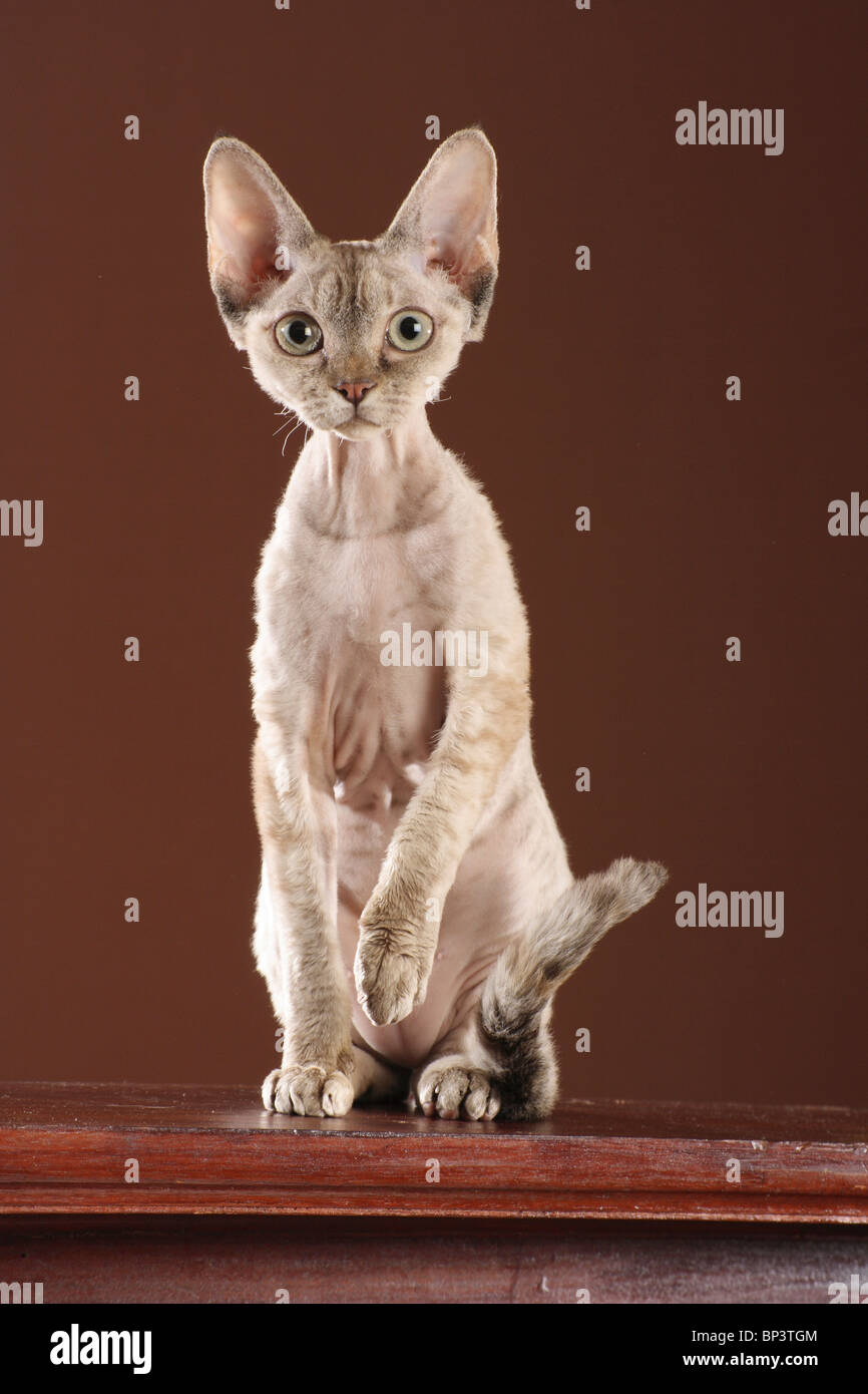 Devon Rex cat sitting lifting paw Stock Photo - Alamy