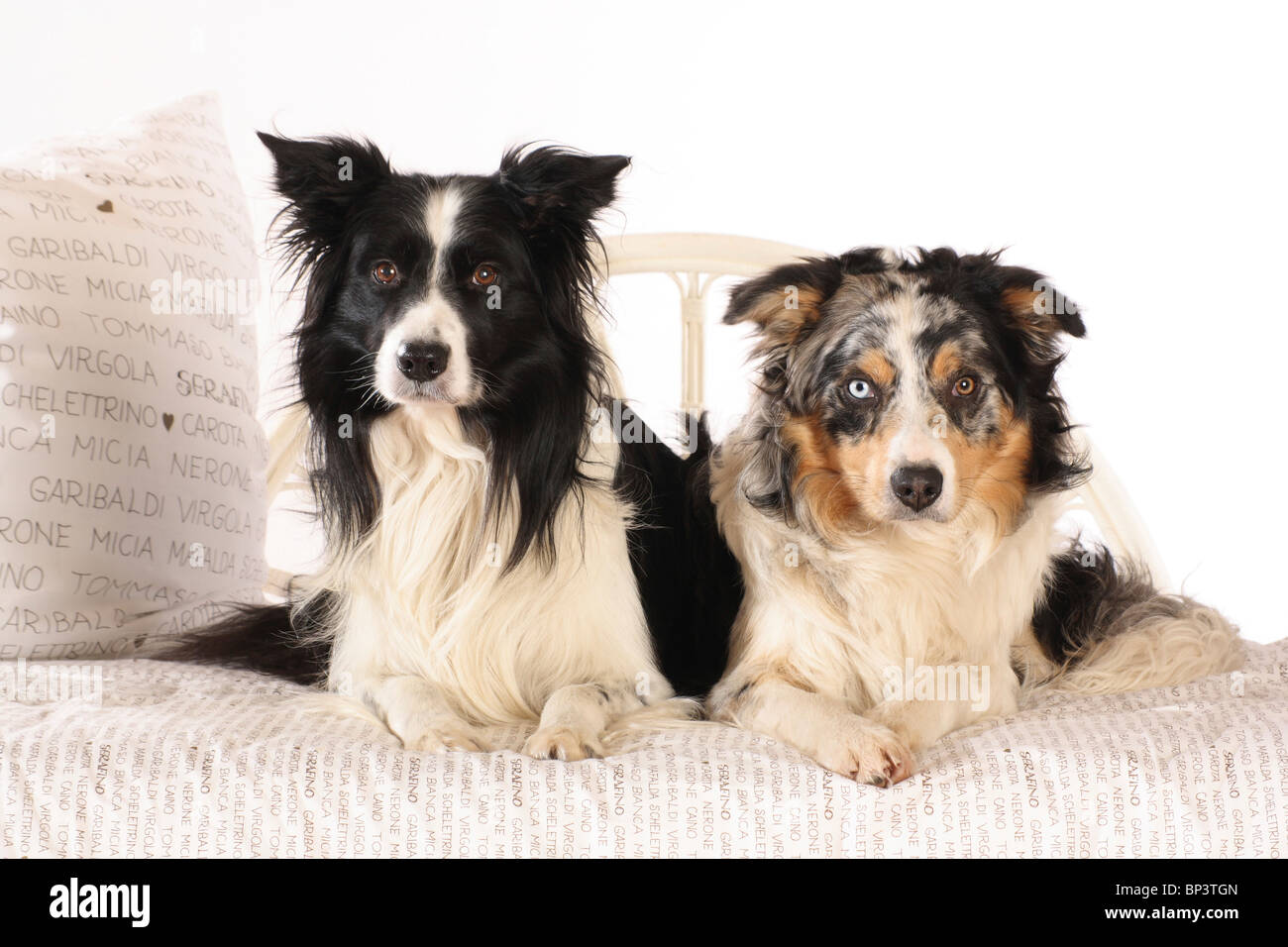 Are Border Collies Homogeneous