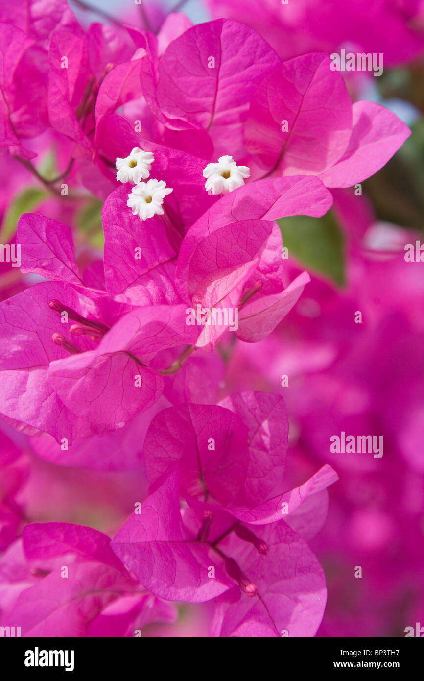 Purple bougainvillea bracts with white tubular flowers Stock Photo - Alamy