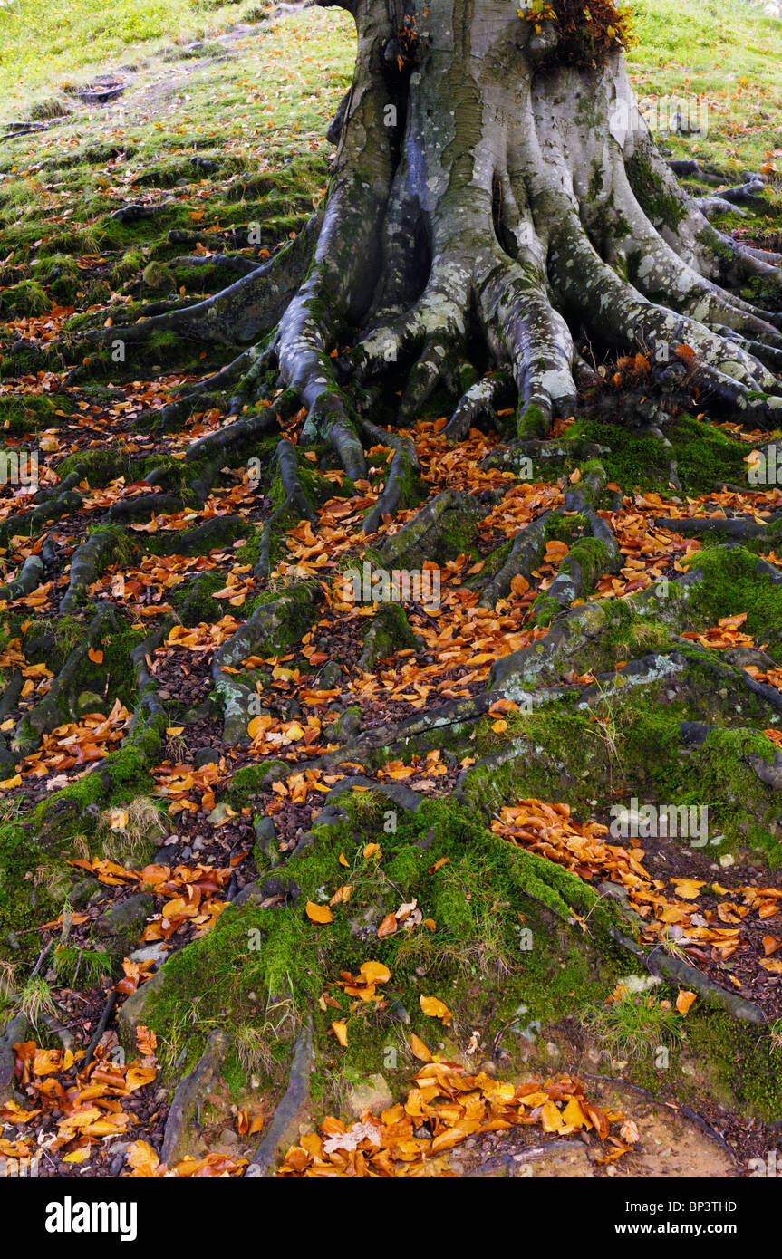 The roots of a beech tree in woodland at Grasmere in The Lake District ...