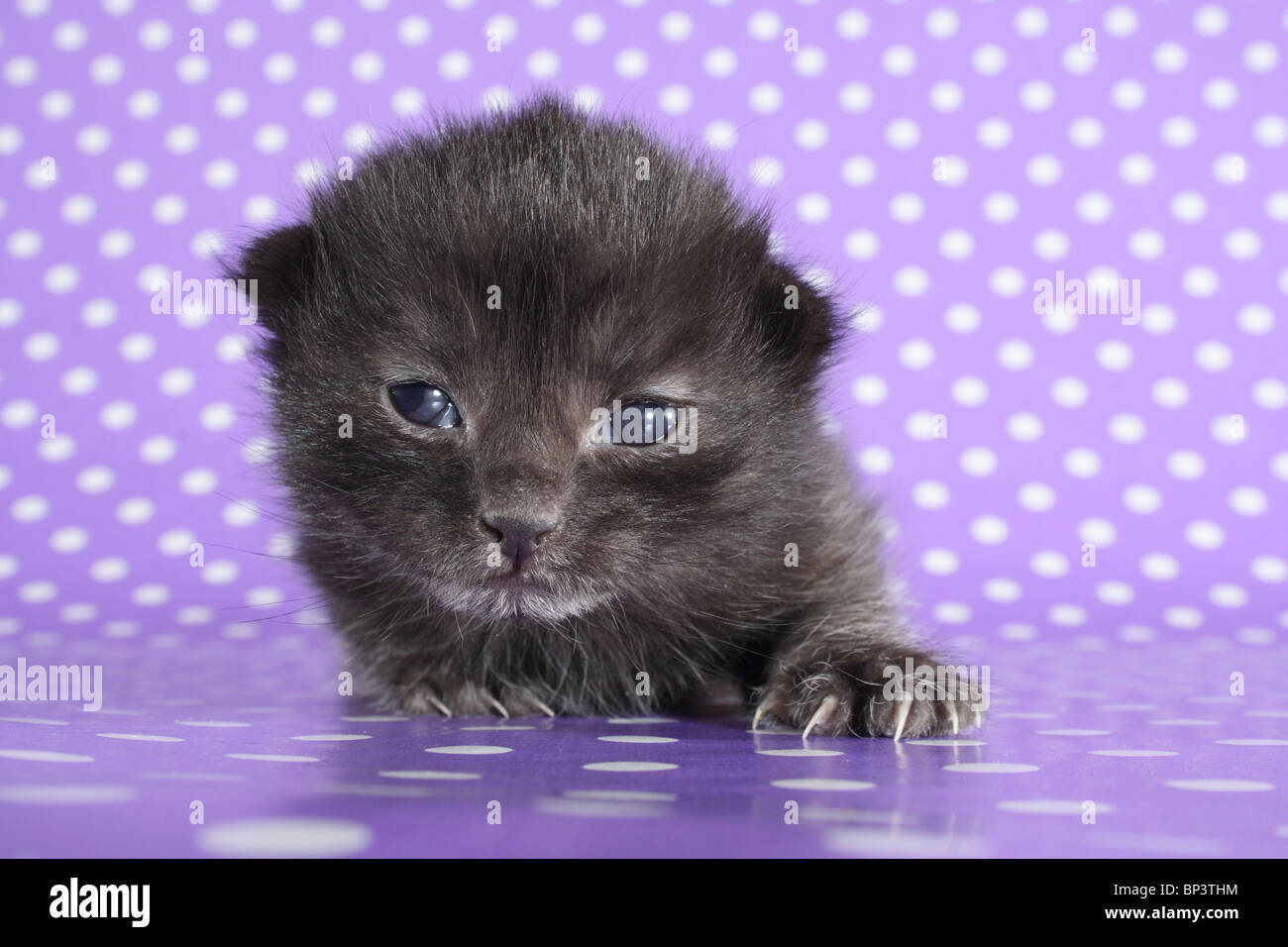 domestic cat - kitten lying - cut out Stock Photo - Alamy