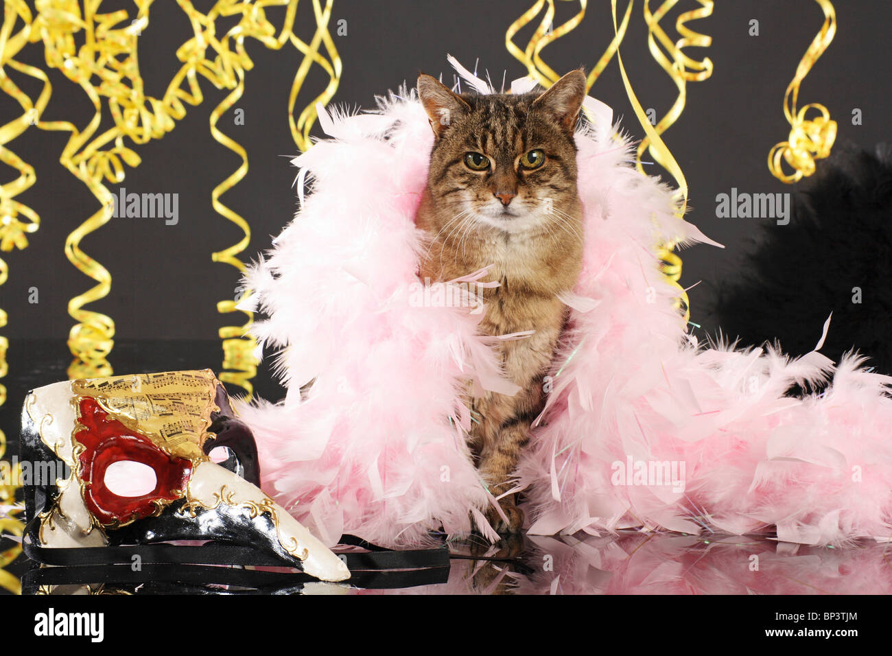 tabby domestic cat - between paper streamers Stock Photo - Alamy