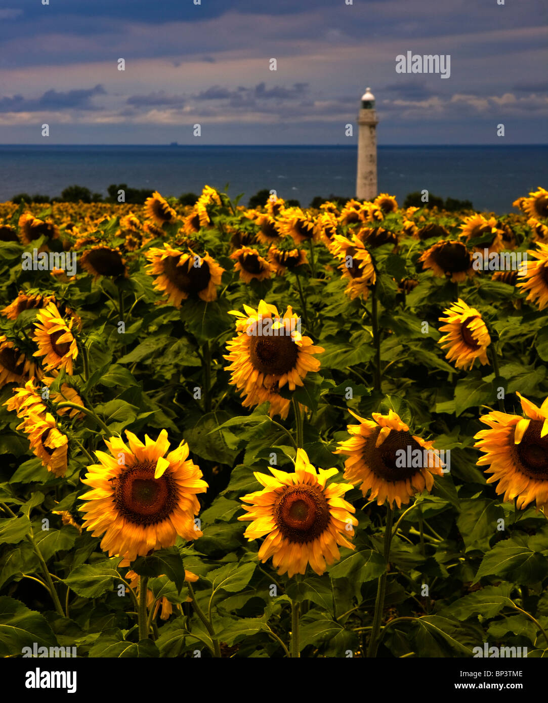 Sunflowers in Gallipoli Turkey Stock Photo - Alamy