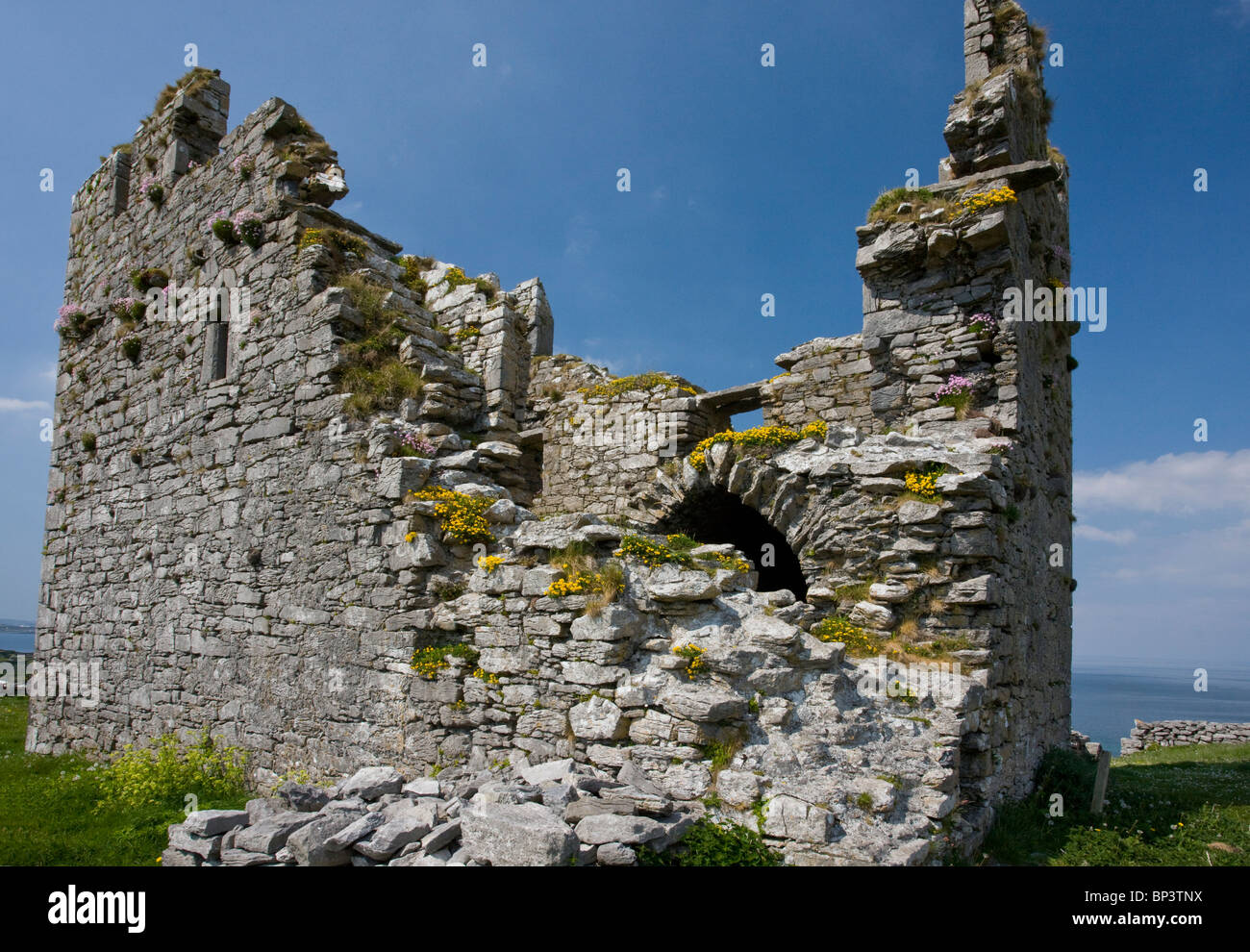 Ruins of the medieval O'Brien castle, covered with thrift and other ...