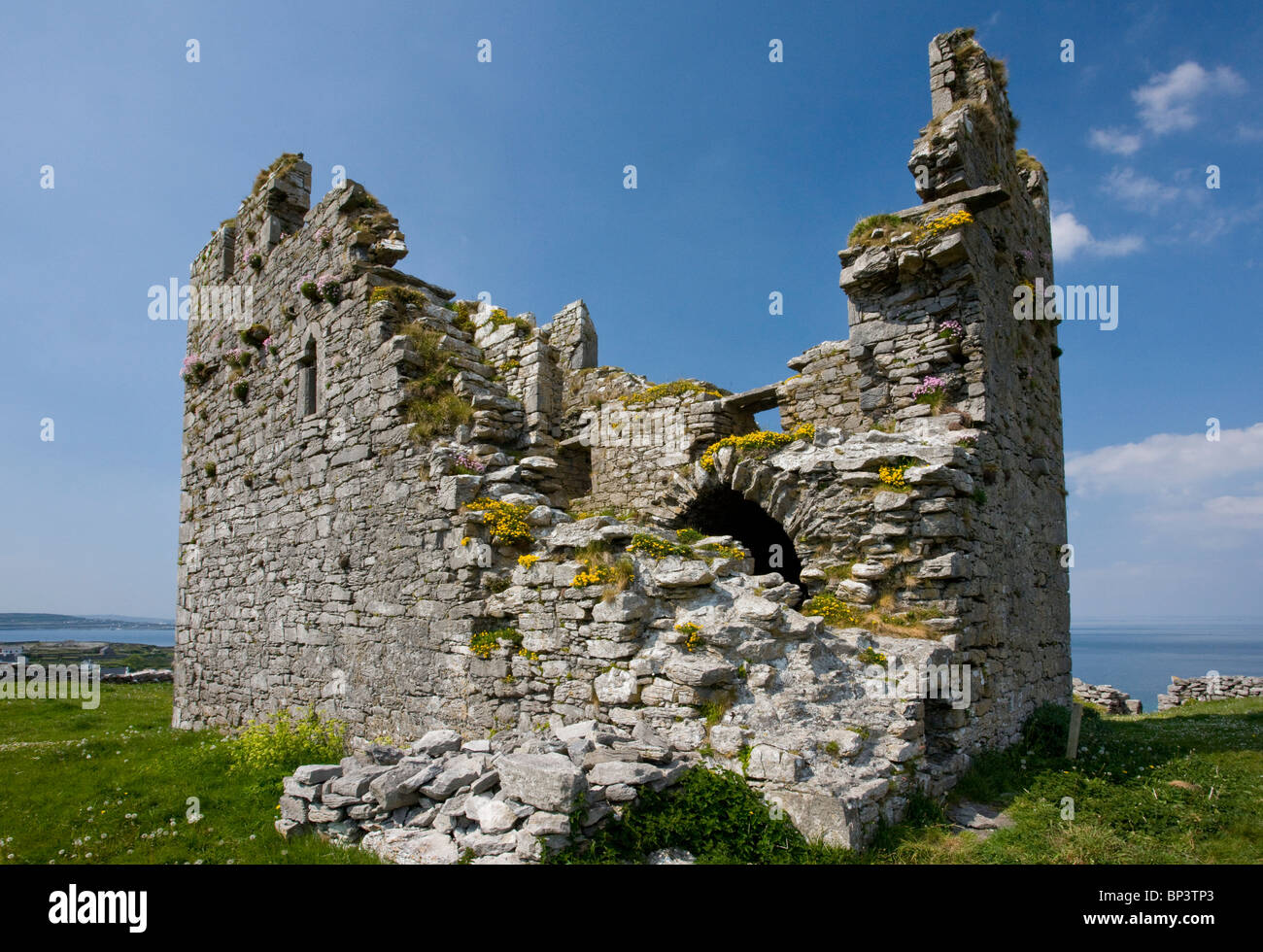 Ruins of the medieval O'Brien castle, covered with thrift and other ...