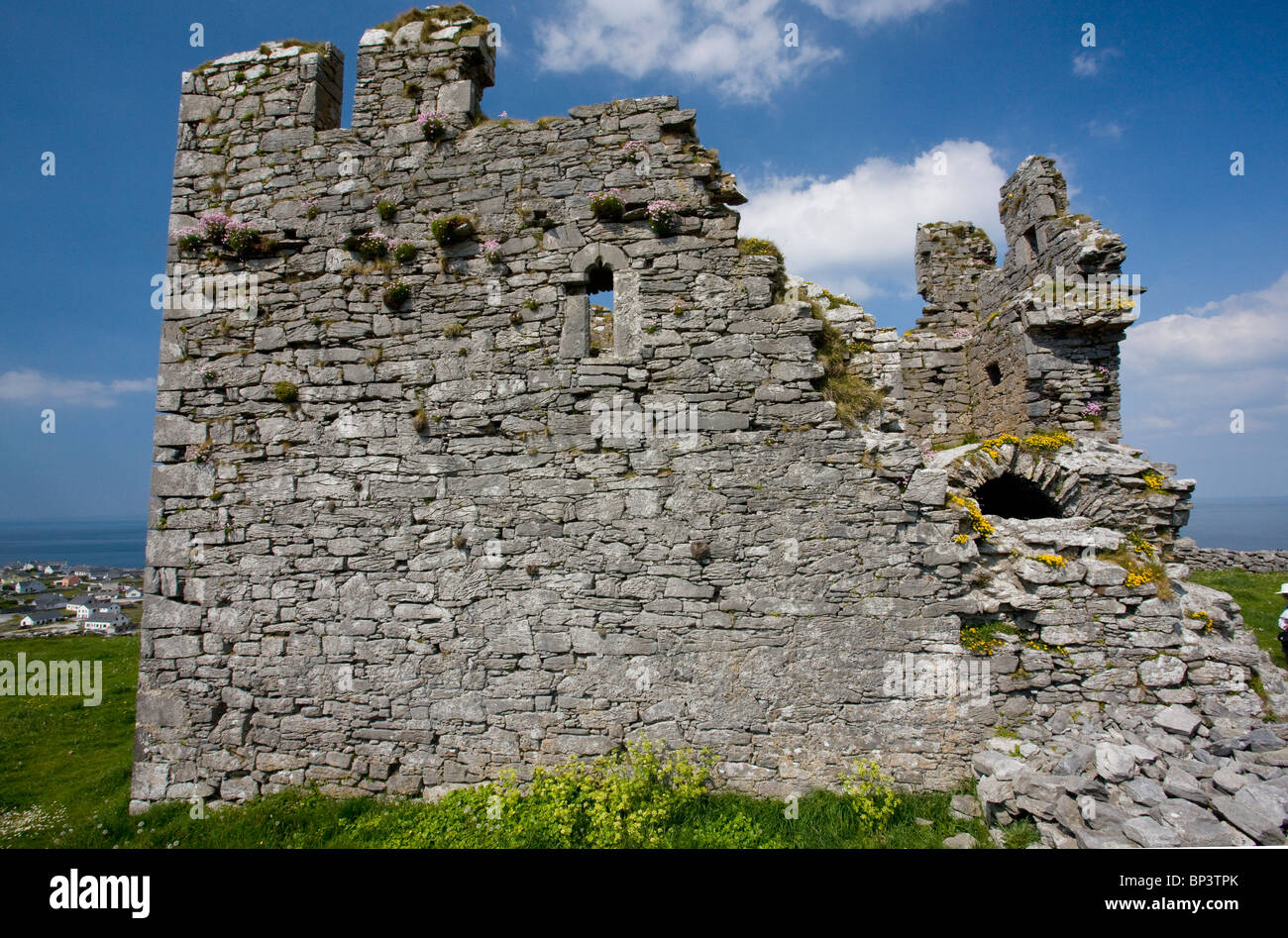 Ruins of the medieval O'Brien castle, covered with thrift and other ...