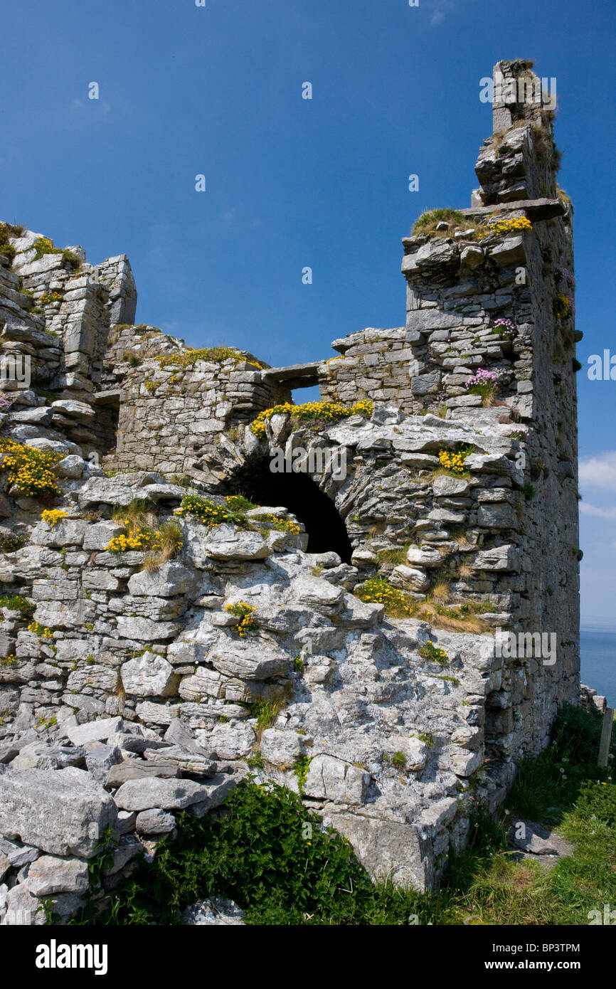 Ruins of the medieval O'Brien castle, covered with thrift and other ...