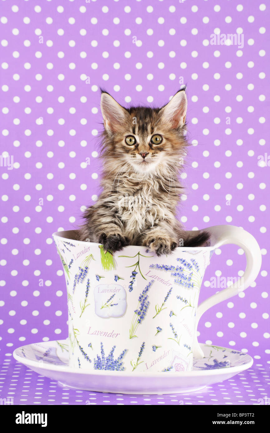 Maine Coon cat - kitten in a cup Stock Photo - Alamy