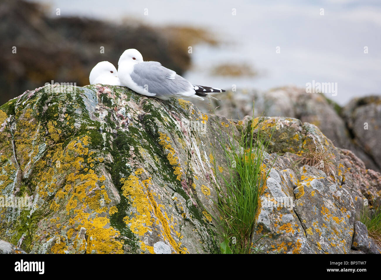 Rissa norway hi-res stock photography and images - Alamy