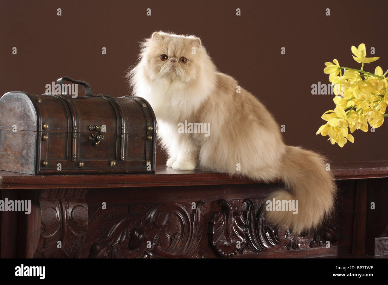 Persian cat - sitting next to a chest Stock Photo - Alamy