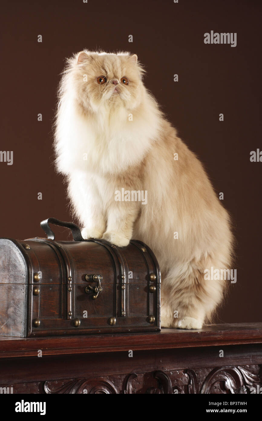 Persian cat - standing Stock Photo - Alamy