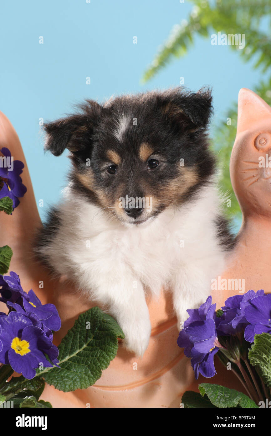 Sheltie dog - puppy in a pot Stock Photo - Alamy