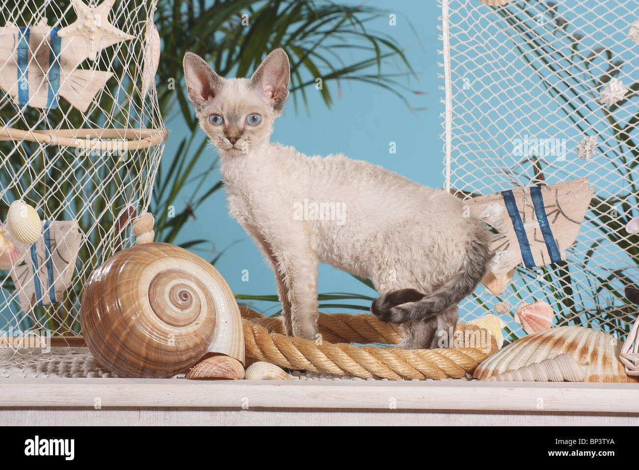 Devon rex cat standing hi-res stock photography and images - Alamy
