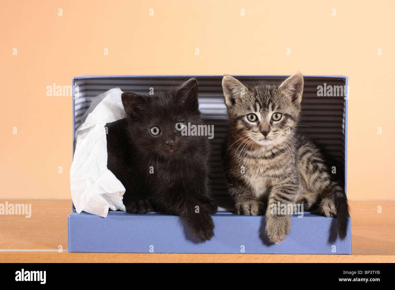 Kittens a box hi-res stock photography and images - Alamy