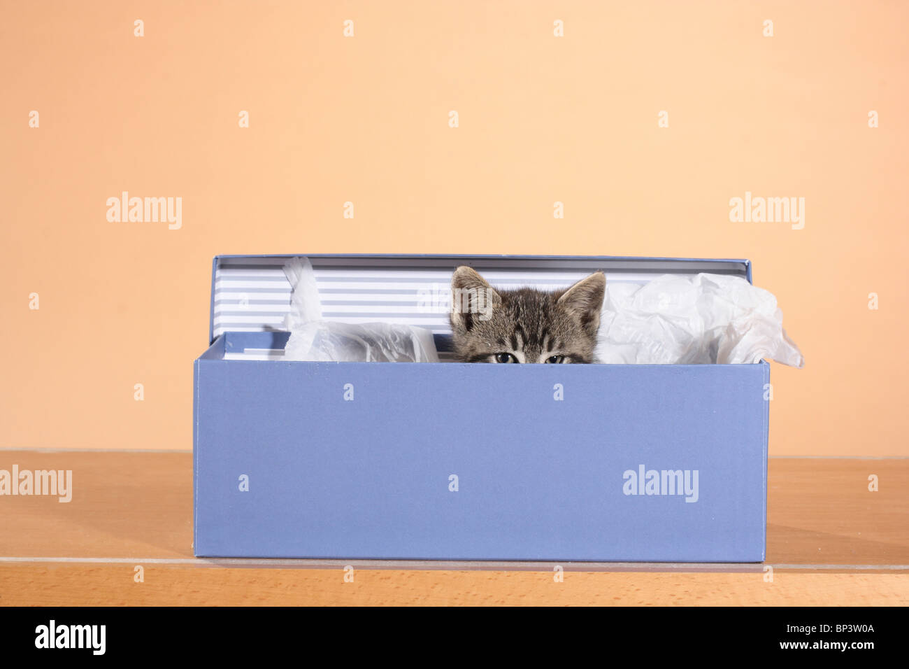 tabby kitten in a box Stock Photo - Alamy