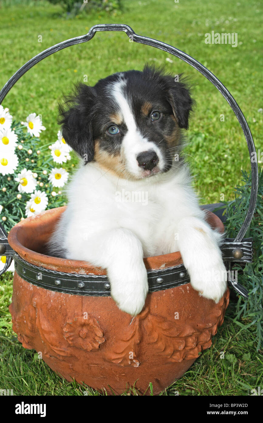 Australian Shepherd dog - puppy in a flower pot Stock Photo - Alamy