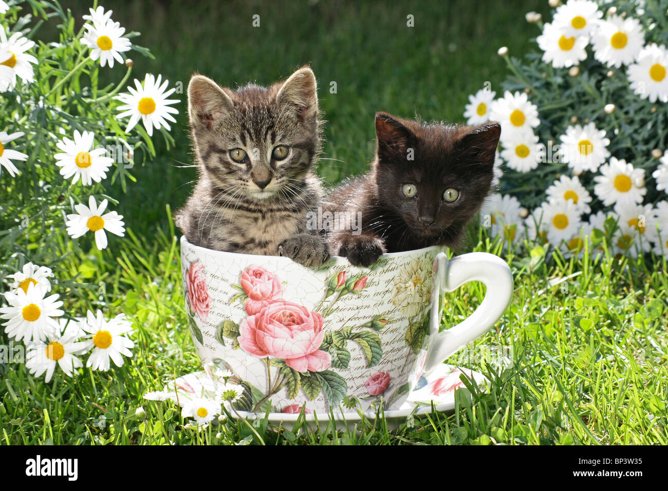 two kittens in a cup Stock Photo - Alamy