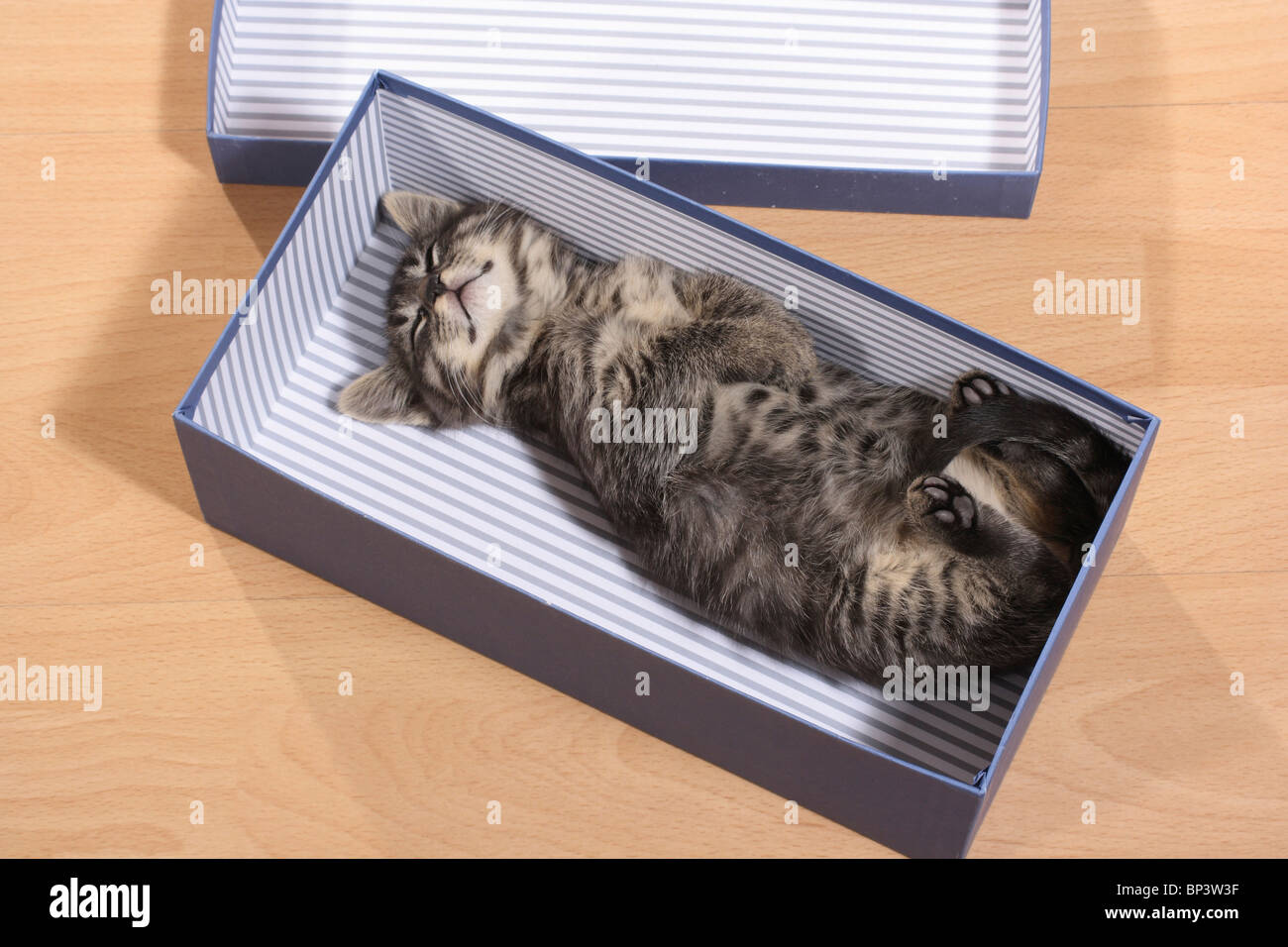 tabby kitten - sleeping in a box Stock Photo - Alamy