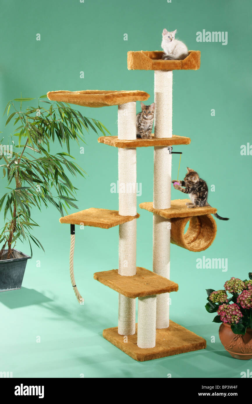 three kittens on a scratching post Stock Photo - Alamy