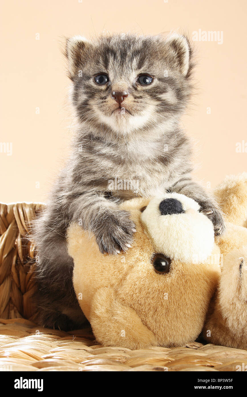 tabby kitten with a teddybear Stock Photo - Alamy