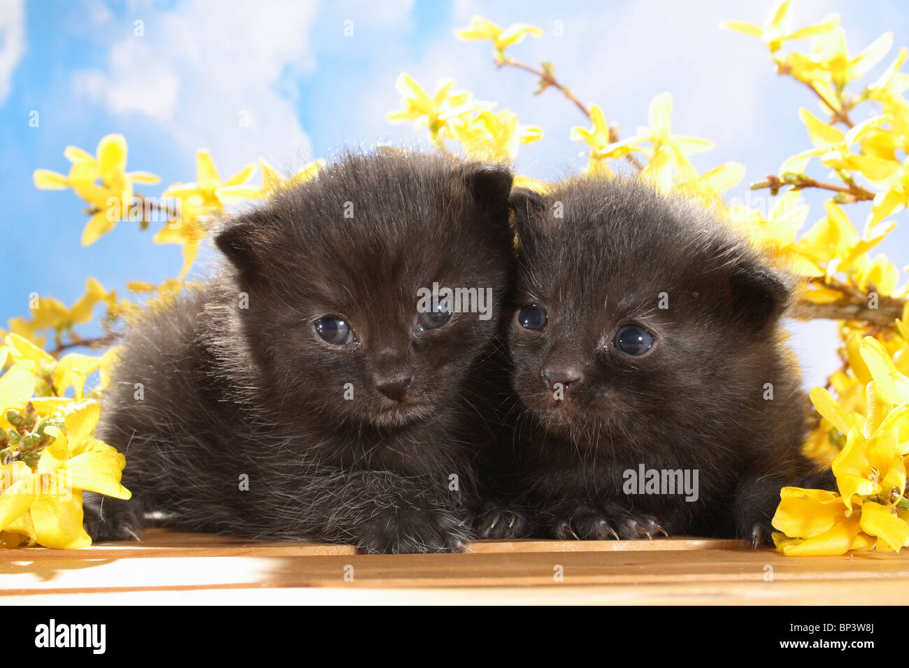 two black kittens - lying between yellow blossoms Stock Photo - Alamy
