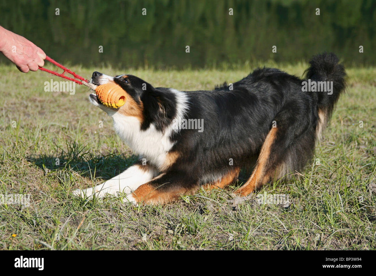 Australian Shepherd dog pulling ball Stock Photo - Alamy