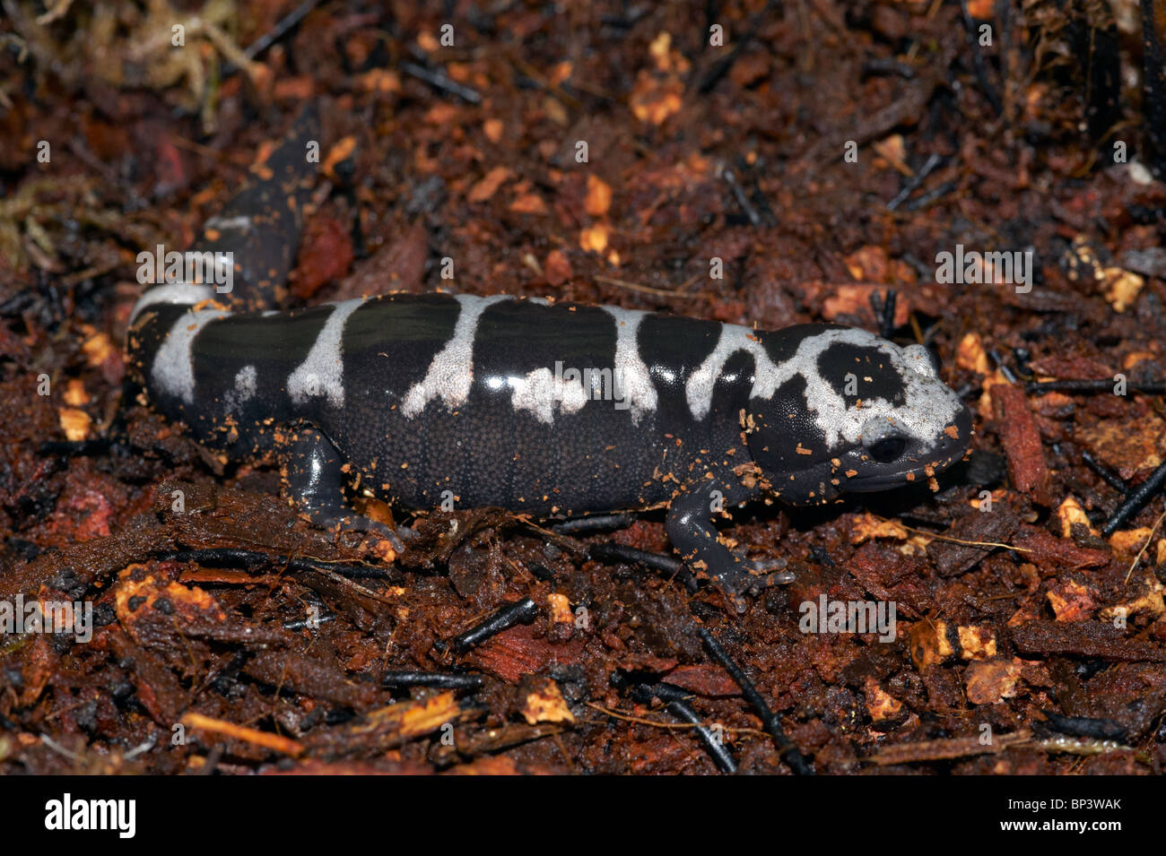MARBLED SALAMANDER, AMBYSTOMA OPACUM, SALAMANDER, AMERICAN SALAMANDER ...