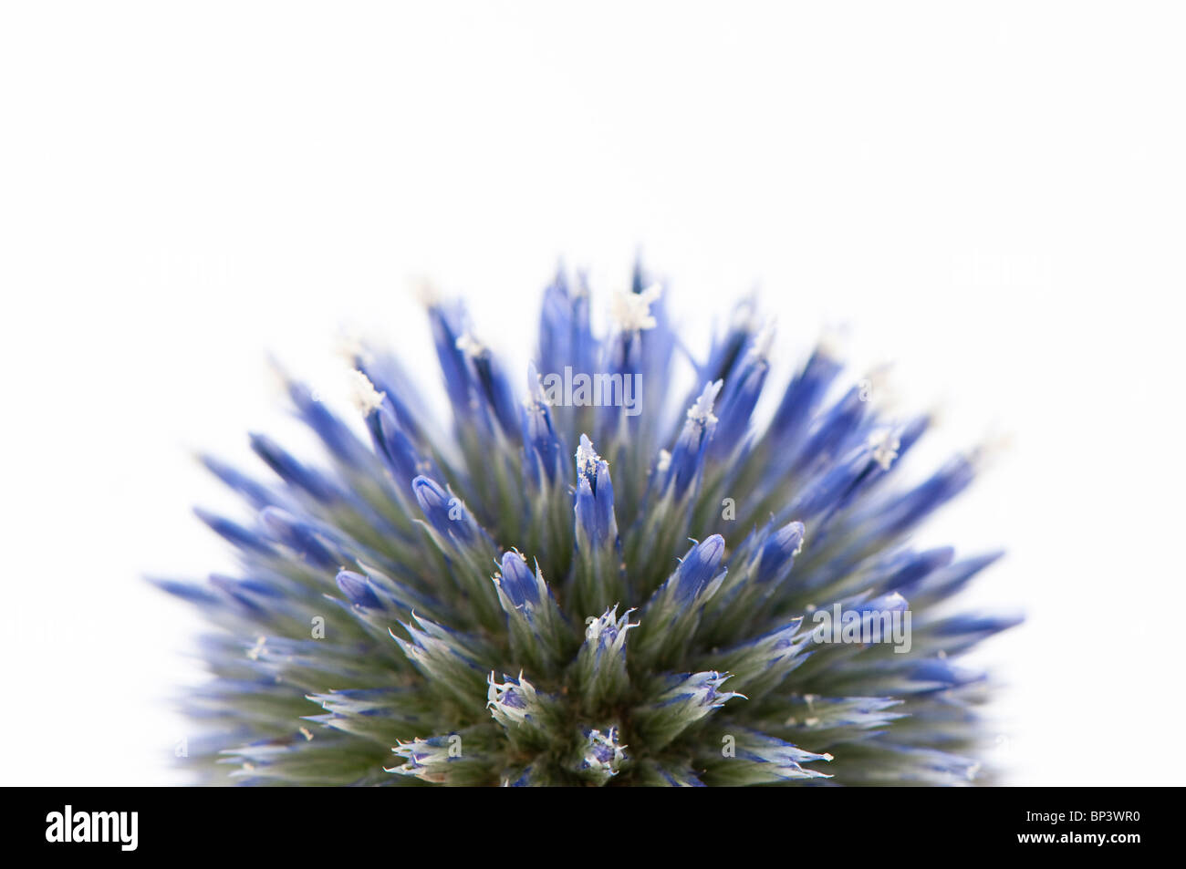 Abstract thistle hi-res stock photography and images - Alamy
