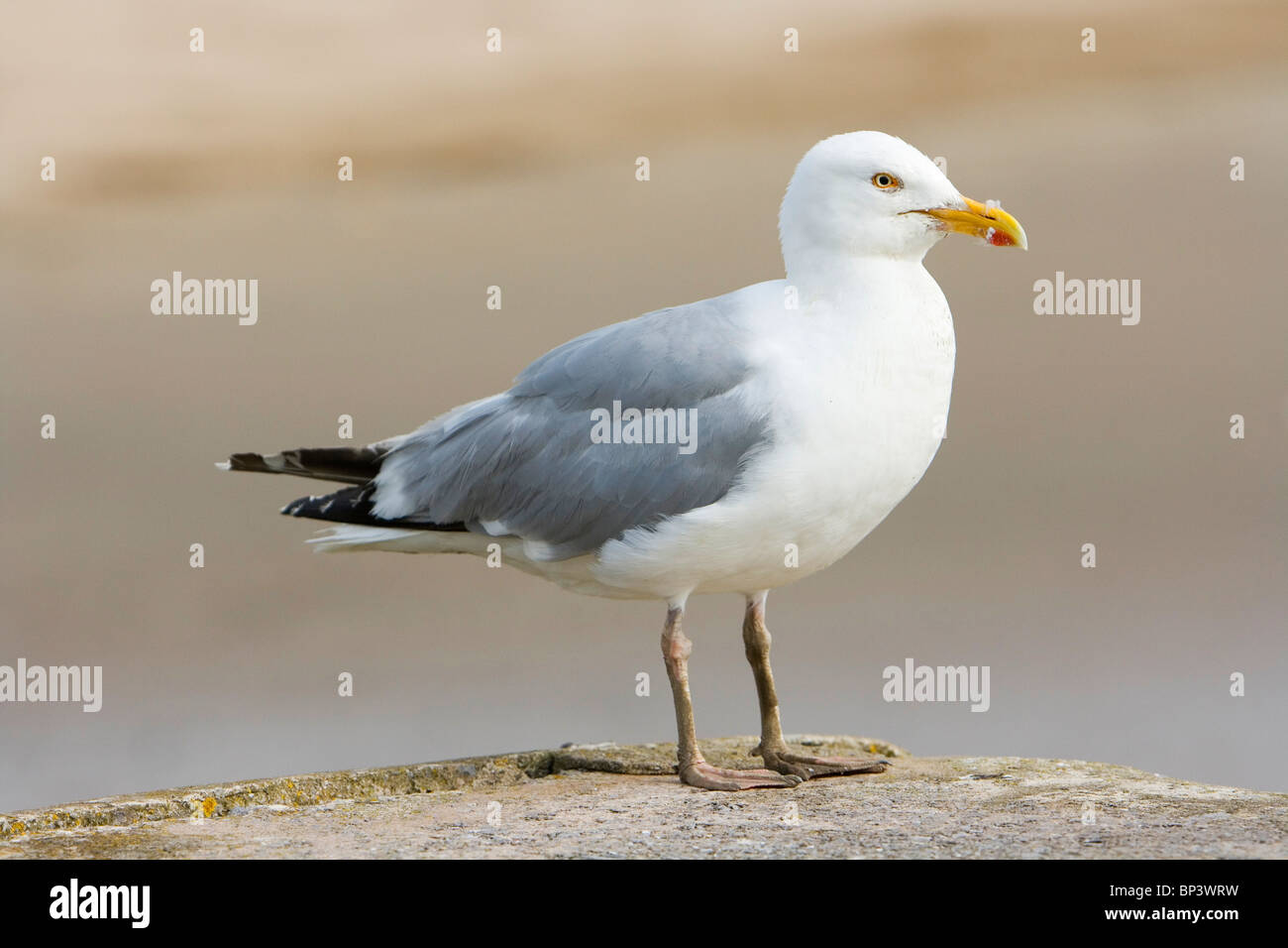 SeaGull perched on top of the harbour wall Stock Photo - Alamy