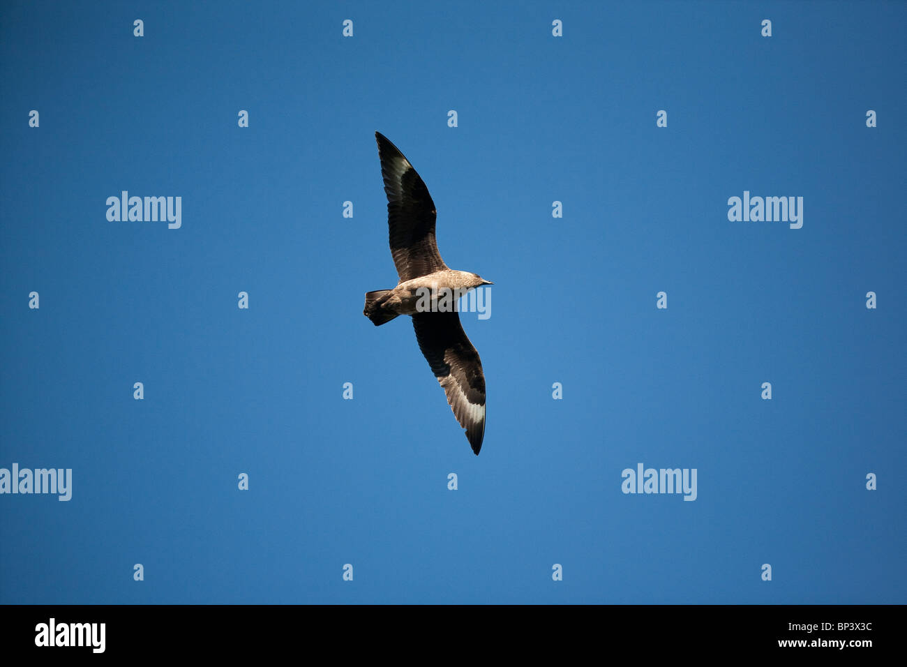 Runde bird sanctuary hi-res stock photography and images - Alamy