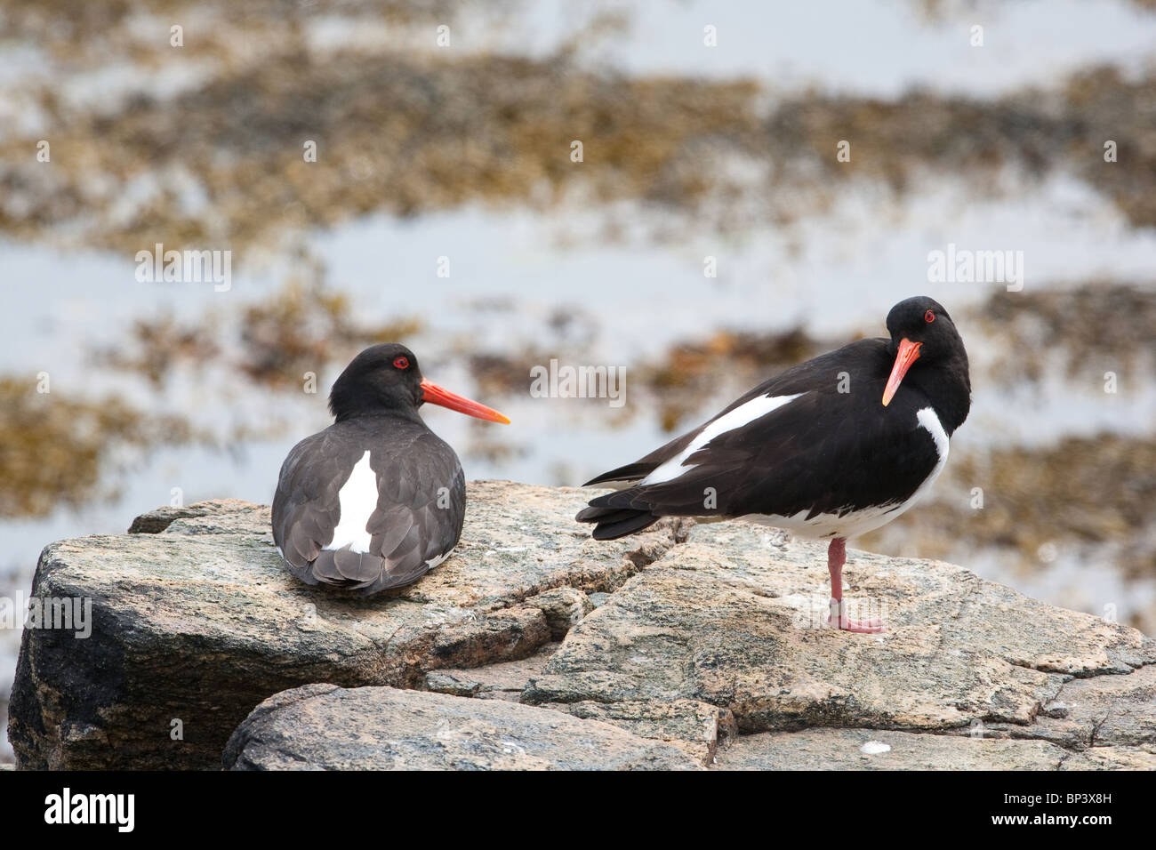 Norwegian bird hi-res stock photography and images - Alamy