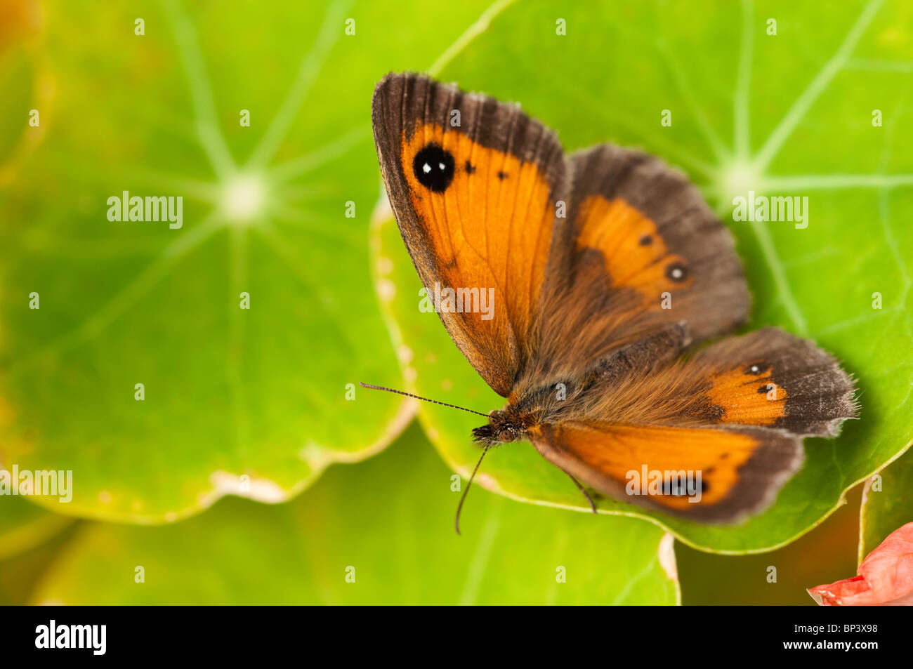 Gatekeeper butterfly, Pyronia tithonus, on Nasturtium leaves Stock ...