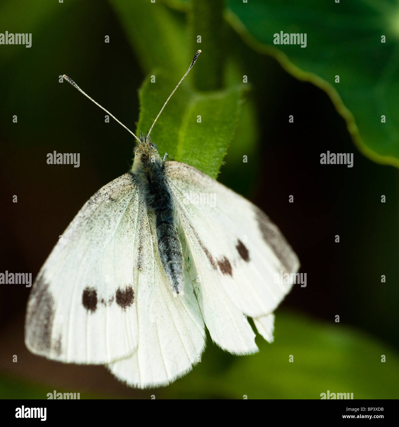 White spots on wing tips hi-res stock photography and images - Alamy
