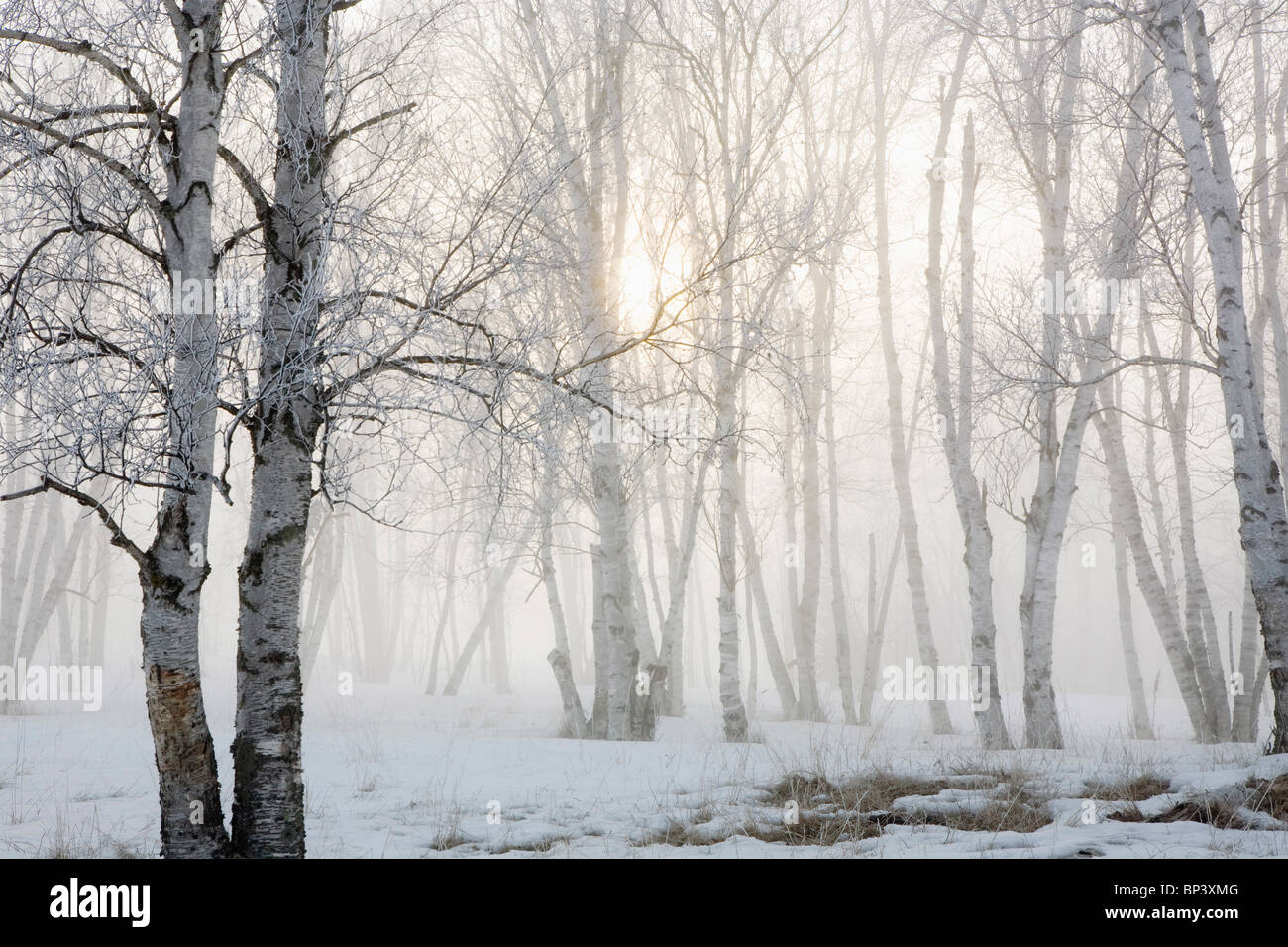 Ontario, Canada; Birch Trees In The Fog Stock Photo - Alamy