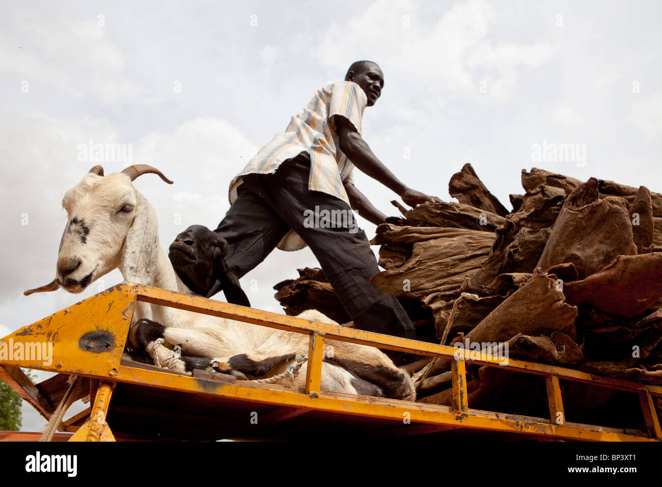 Goat skins hi-res stock photography and images - Alamy
