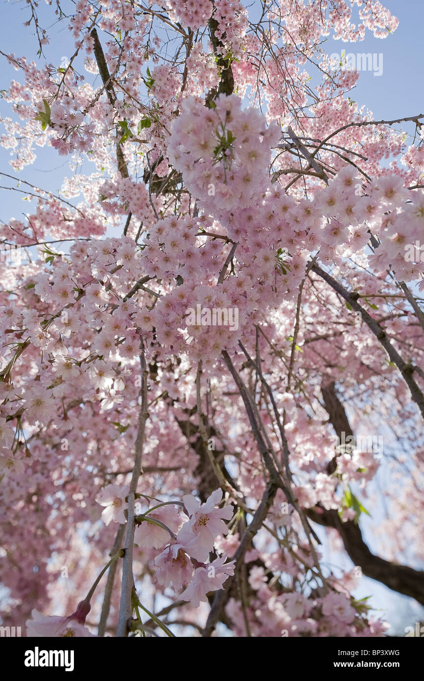 Cherry Blossom Tree Photography