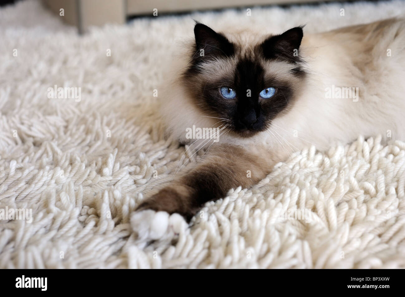 Seal point birman hi-res stock photography and images - Alamy