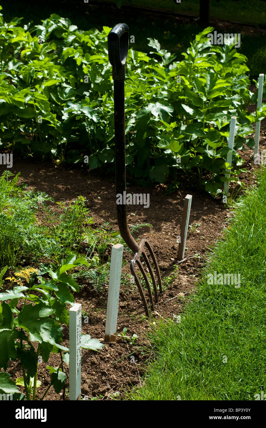 Garden fork stuck in the ground in a vegetable border Stock Photo - Alamy