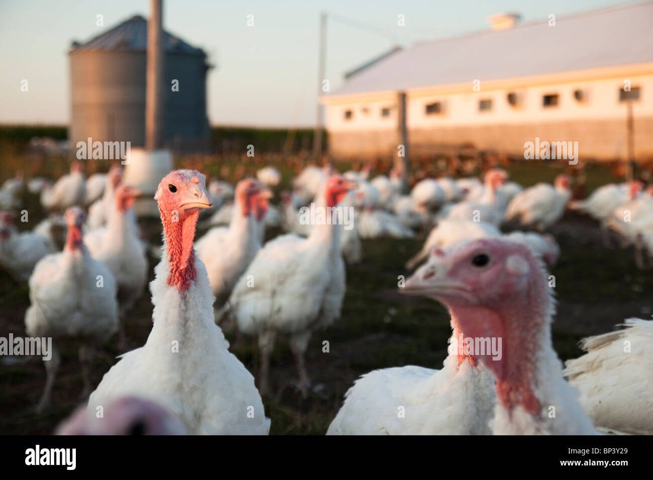 Sleeping broiler hi-res stock photography and images - Alamy