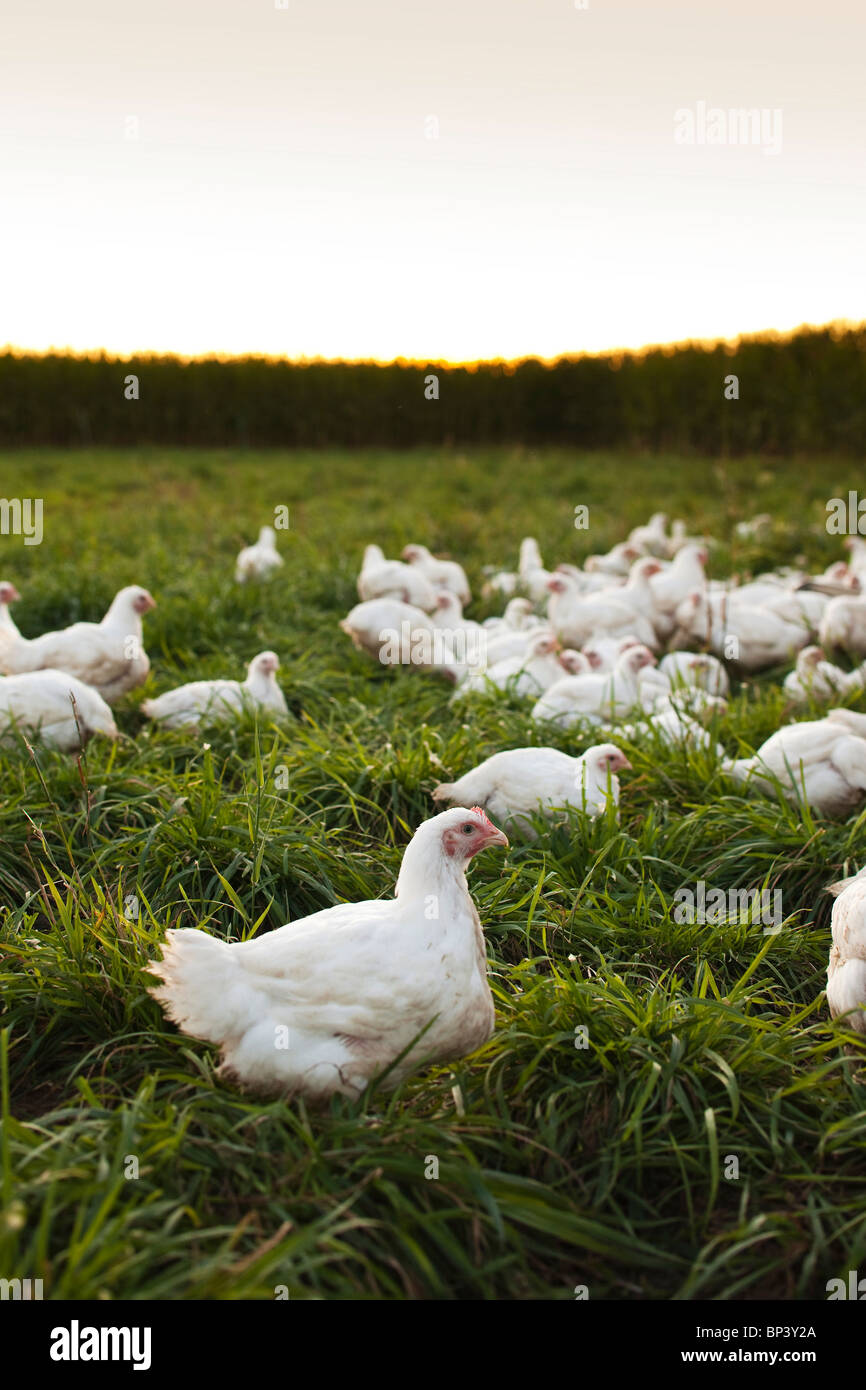 Sunrise farm chickens hi-res stock photography and images - Alamy