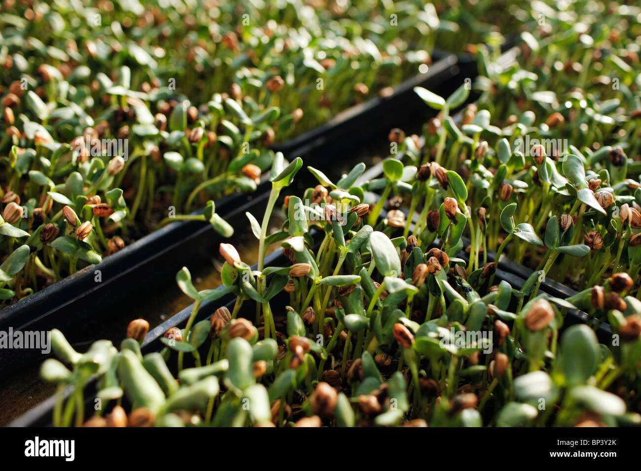 Growing broccoli sprouts hi-res stock photography and images - Alamy