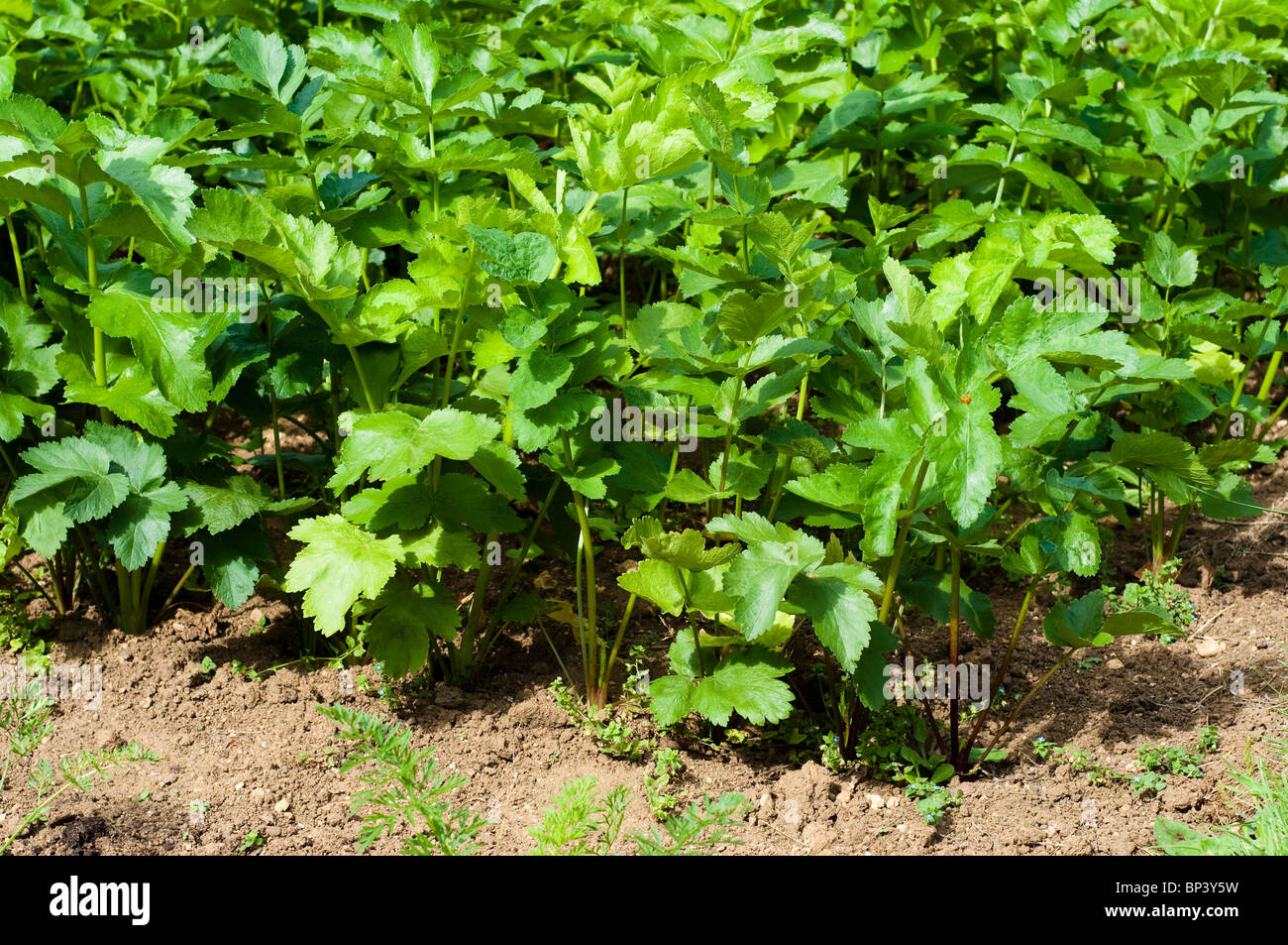 Parsnips growing hi-res stock photography and images - Alamy