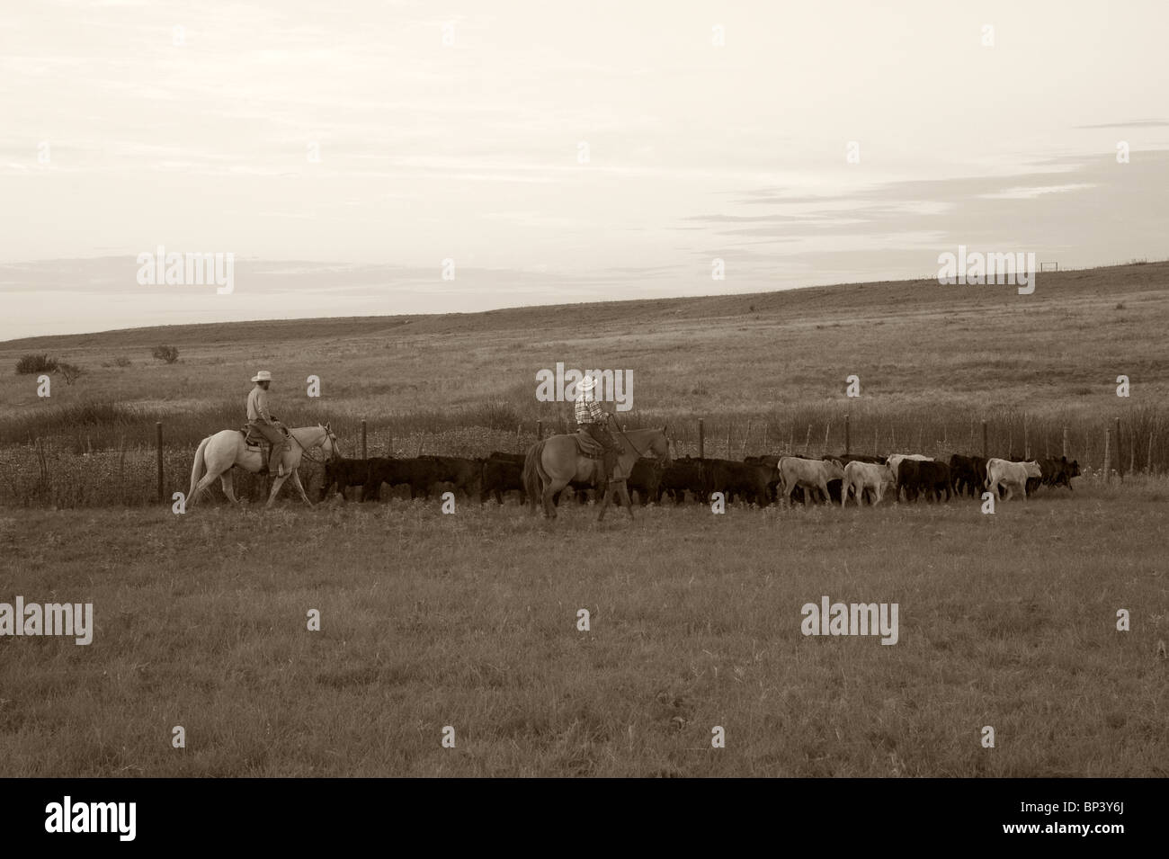 Cattle herd wild west hi-res stock photography and images - Alamy
