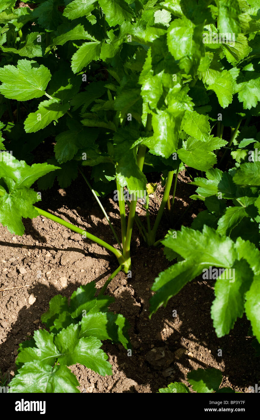 Gladiator parsnips hi-res stock photography and images - Alamy